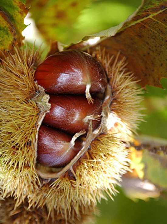 Kann man einen Esskastanienbaum im Norden Münchens pflanzen? – Alle ...