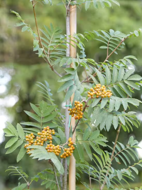 Sorbus aucuparia ‘Fingerprint’ – Alle Fragen und Antworten zum Thema ...